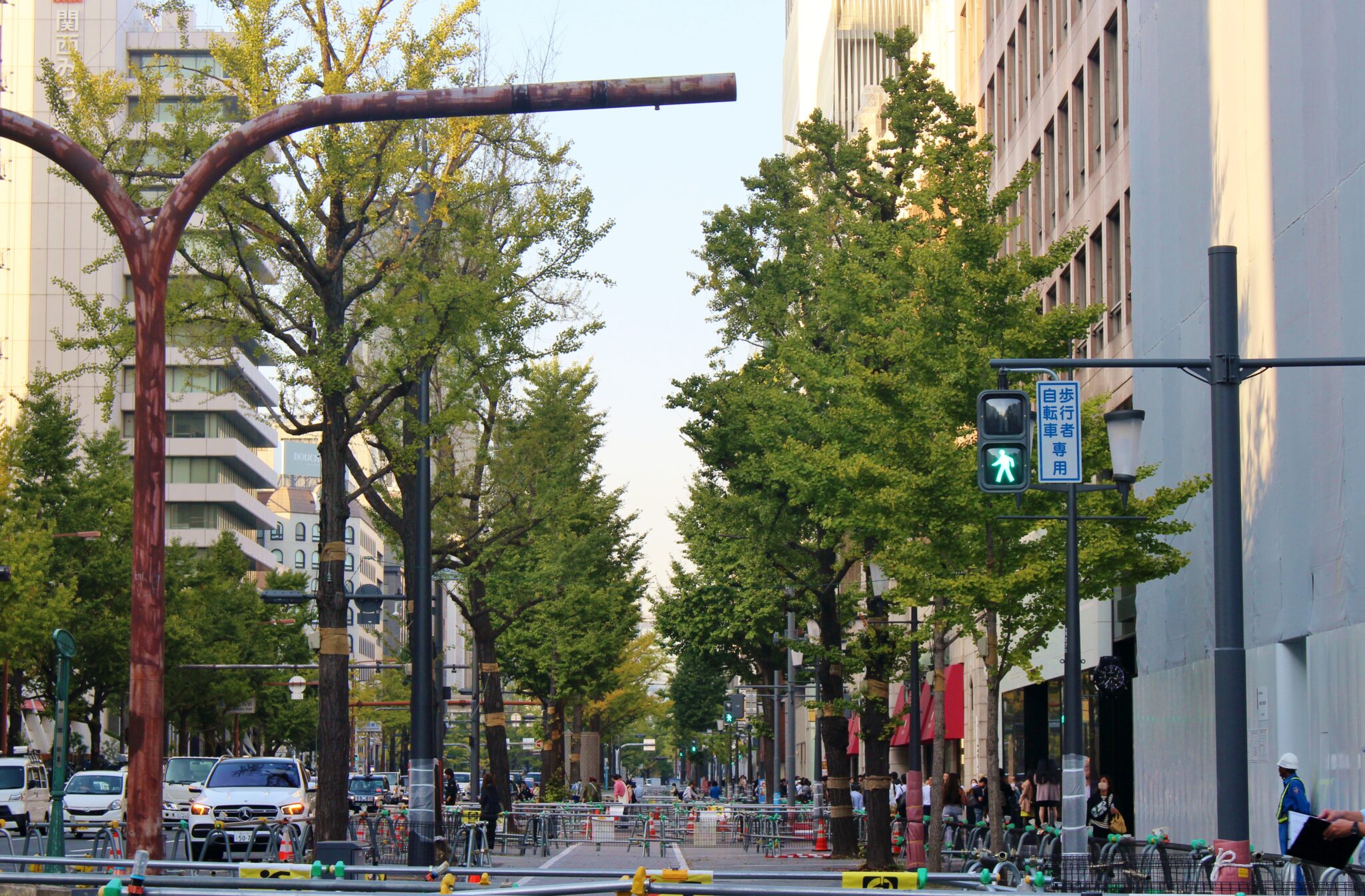 【御堂筋の紅葉】 イチョウ並木の紅葉状況 ～2023年11月2日～ - ナニワシヤウシヤ〜キタ・ミナミ〜